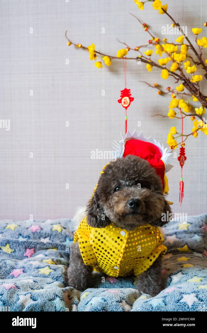 Adorable black poodle dog sitting on his bed wearing chinese new year ...