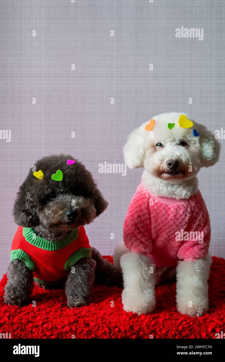 Adorable two poodle dogs sitting on red bed with love shape stickers on ...