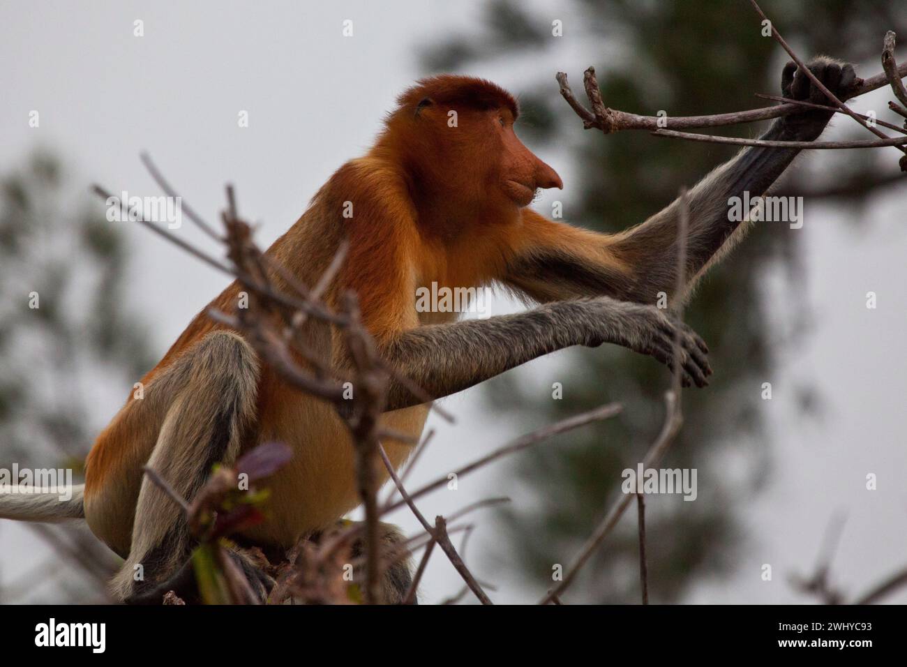 Proboscis monkey, male, at Bako National Park, Sarawak Stock Photo - Alamy