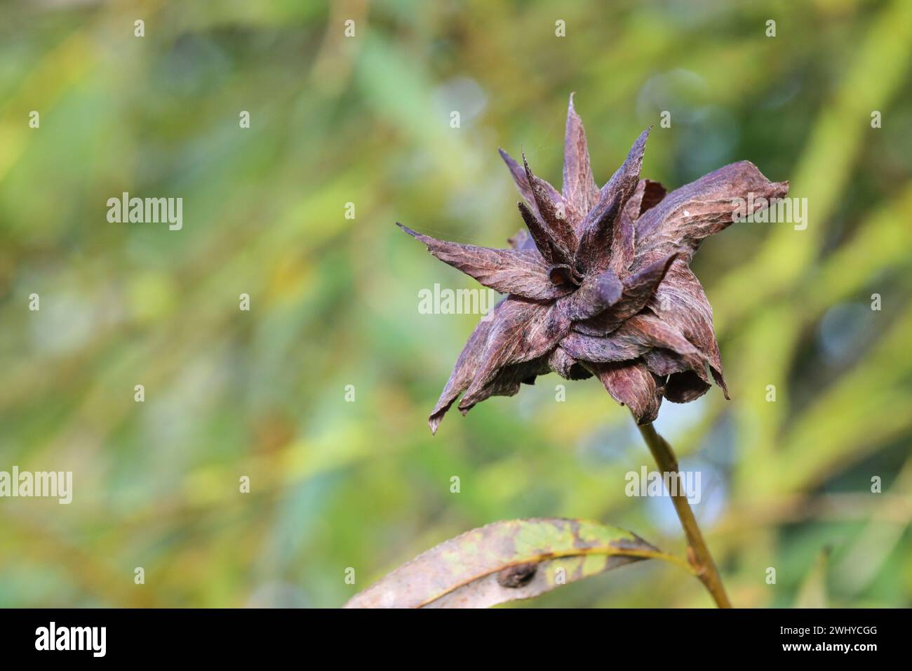 Willow petaled gall or rose gall, deformed shoot of a white willow tree ... Willow petaled gall or rose gall, deformed shoot of a white willow tree ...