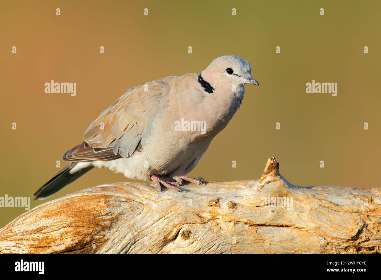 African dove hi-res stock photography and images - Alamy