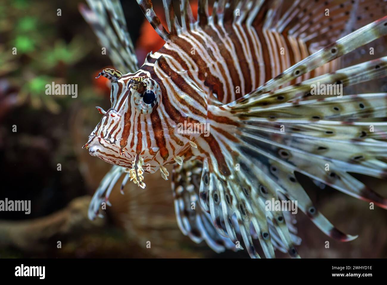 Front view of the lion fish with flared fins Stock Photo - Alamy