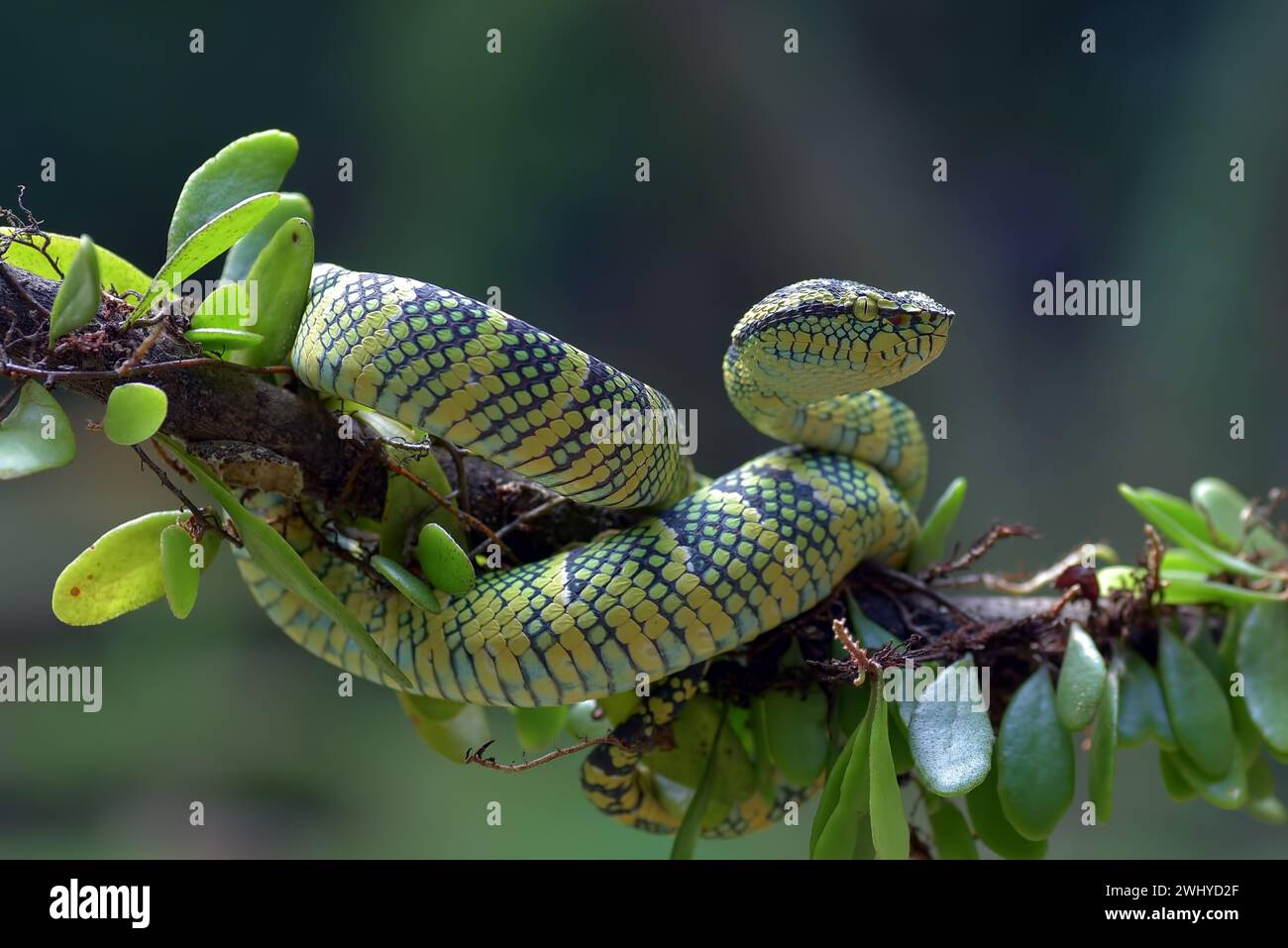 The Wagler's Pit Viper in black background Stock Photo - Alamy