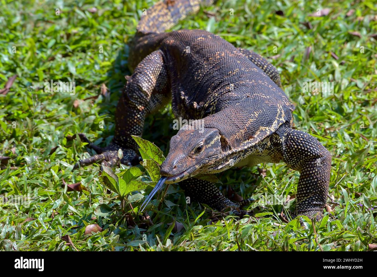 Big monitor lizard walking on a grass Stock Photo - Alamy
