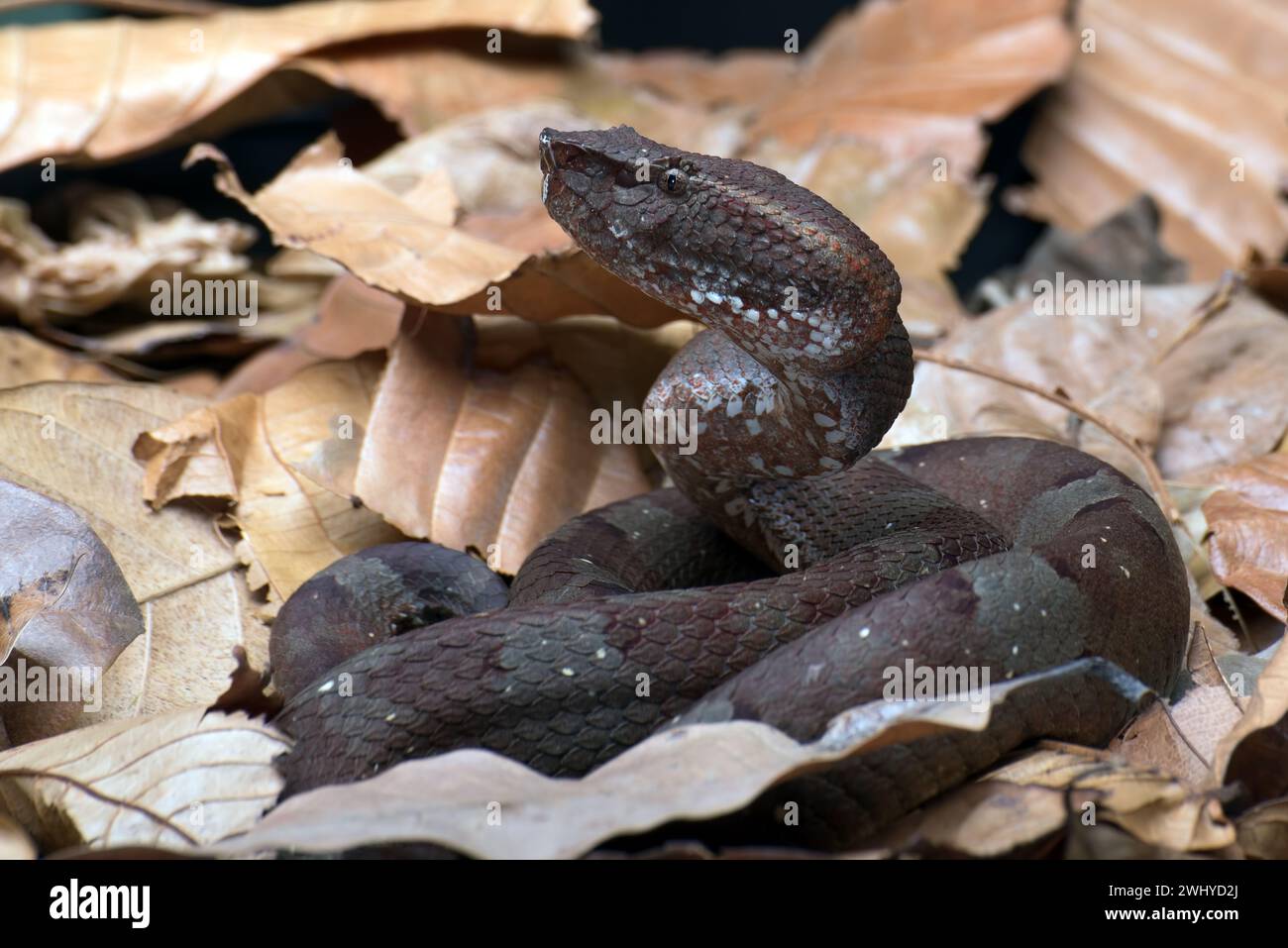 Inside your nose hi-res stock photography and images - Alamy