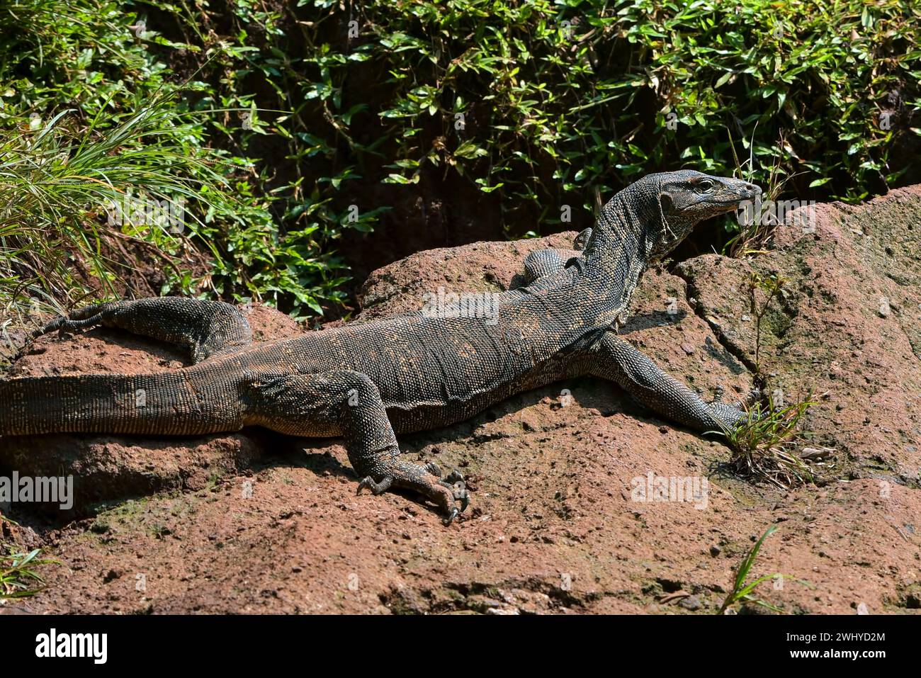 Varanus salvator dragon water walking hi-res stock photography and ...