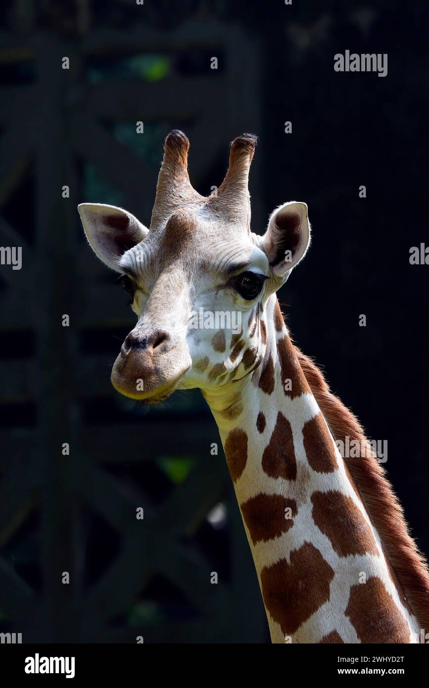 Portrait of a giraffe in their cage Stock Photo - Alamy