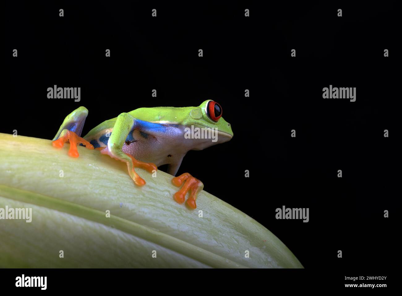 Red eyed tree frog on a leaf Stock Photo - Alamy