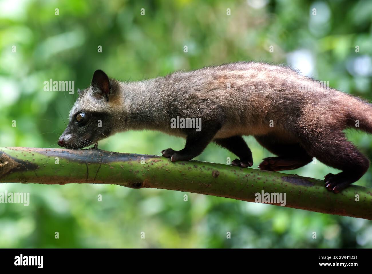 Close up photo of asian palm civet Stock Photo - Alamy