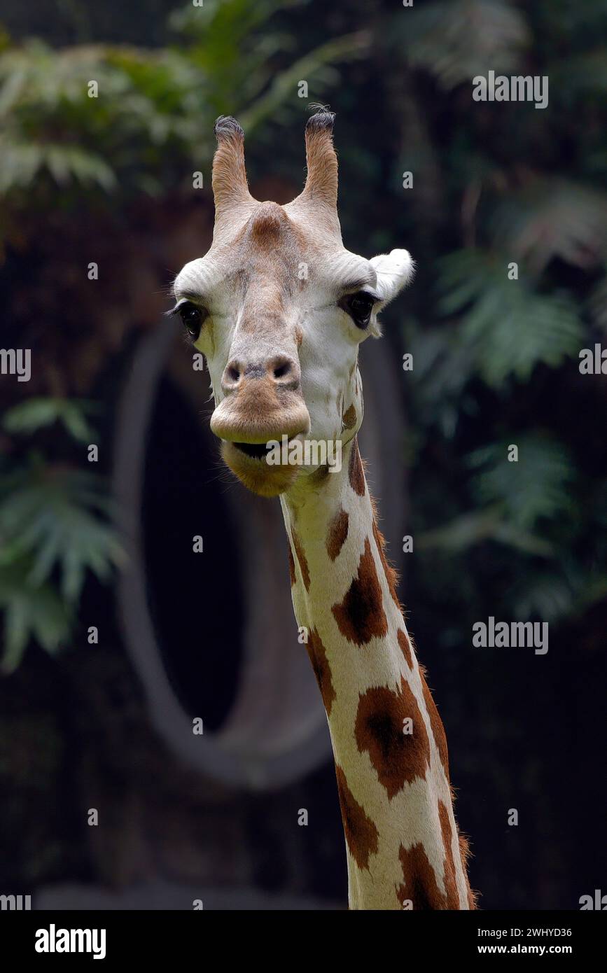 Portrait of a giraffe in their cage Stock Photo - Alamy
