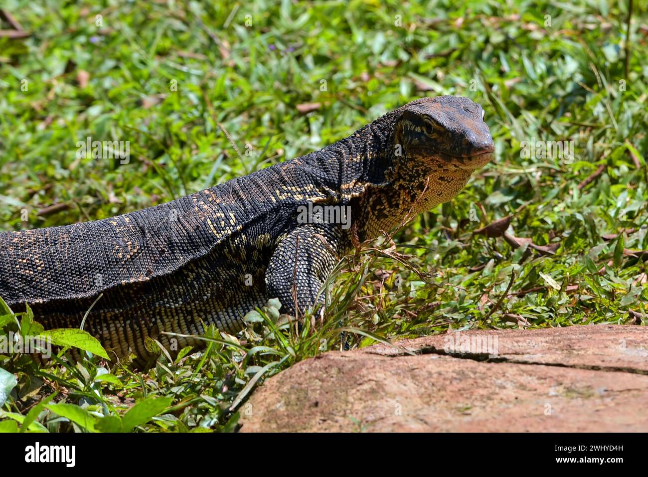 Big lizards hi-res stock photography and images - Alamy