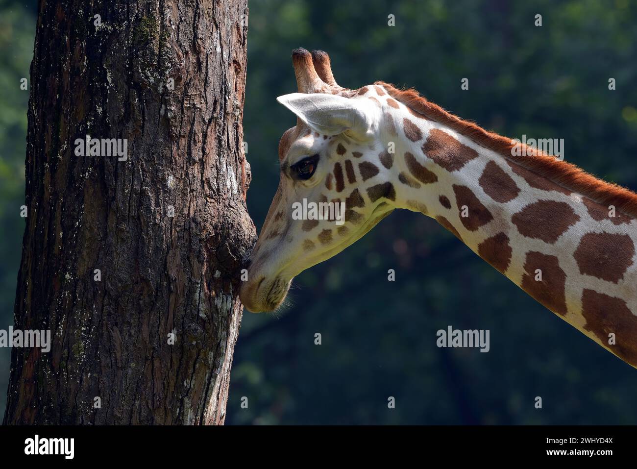 Portrait of a giraffe in their cage Stock Photo - Alamy
