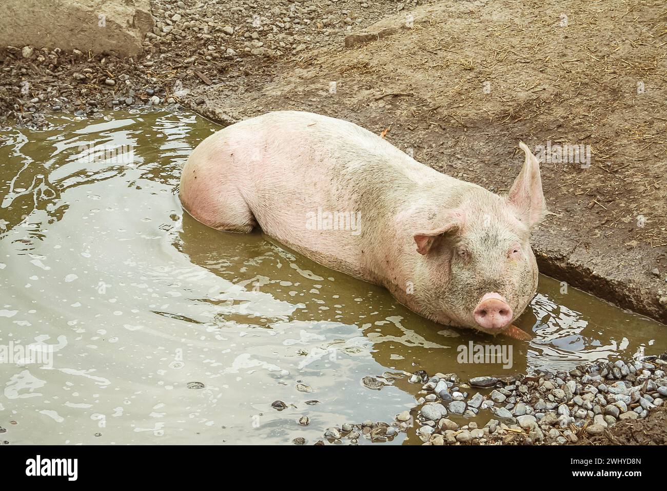 Pig lies in a puddle Stock Photo - Alamy