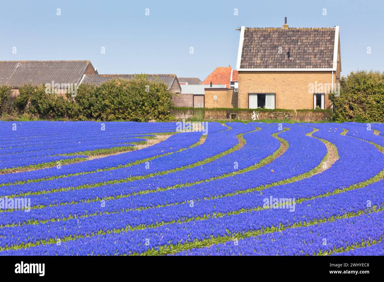 Blue Muscari field in Holland Stock Photo - Alamy