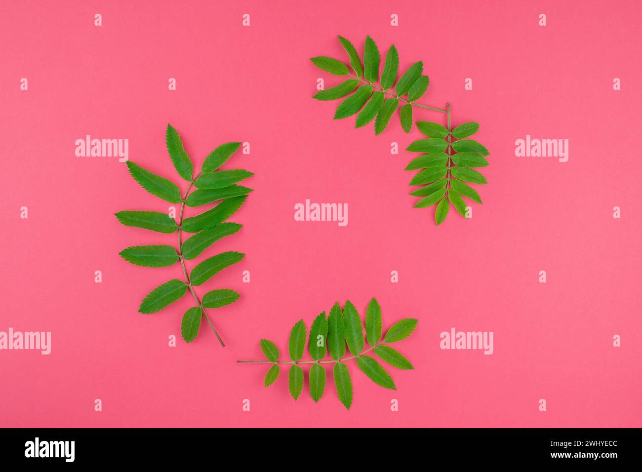 Green rowan tree leaves on bright pink background Stock Photo - Alamy