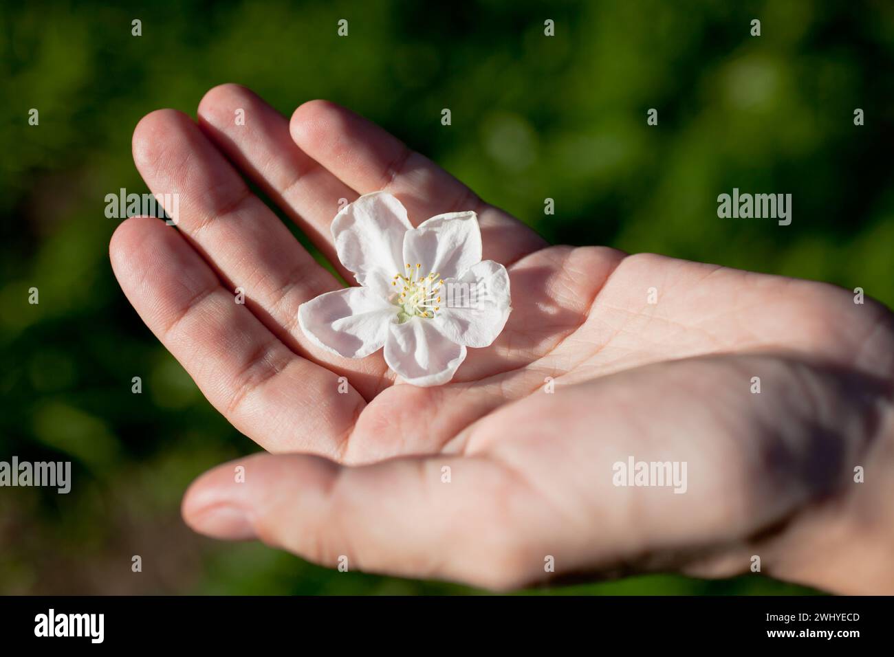 Apple-tree flower on human palm Stock Photo - Alamy