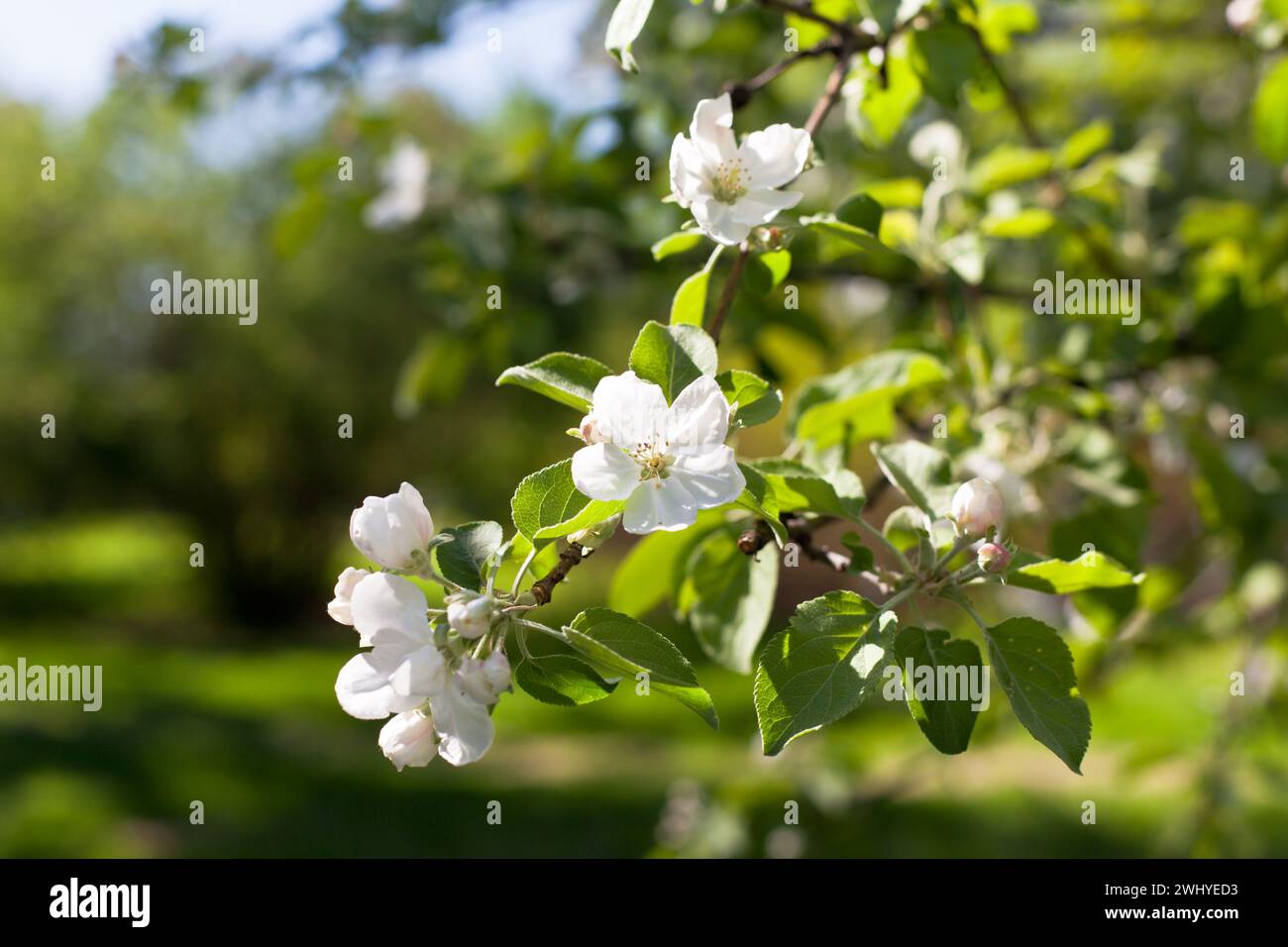 Branches with new hi-res stock photography and images - Alamy