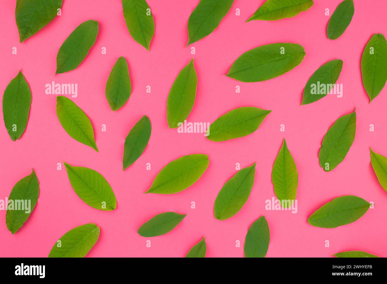 Flat lay of colorful leaves hi-res stock photography and images - Alamy