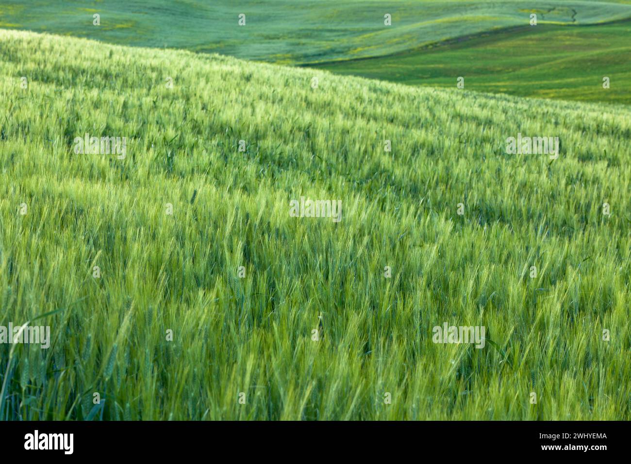 Lush green crops hi-res stock photography and images - Alamy