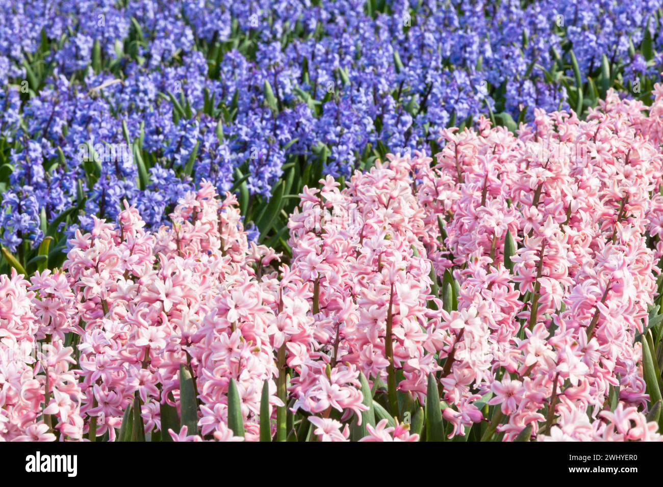 Vanishing head hi-res stock photography and images - Alamy