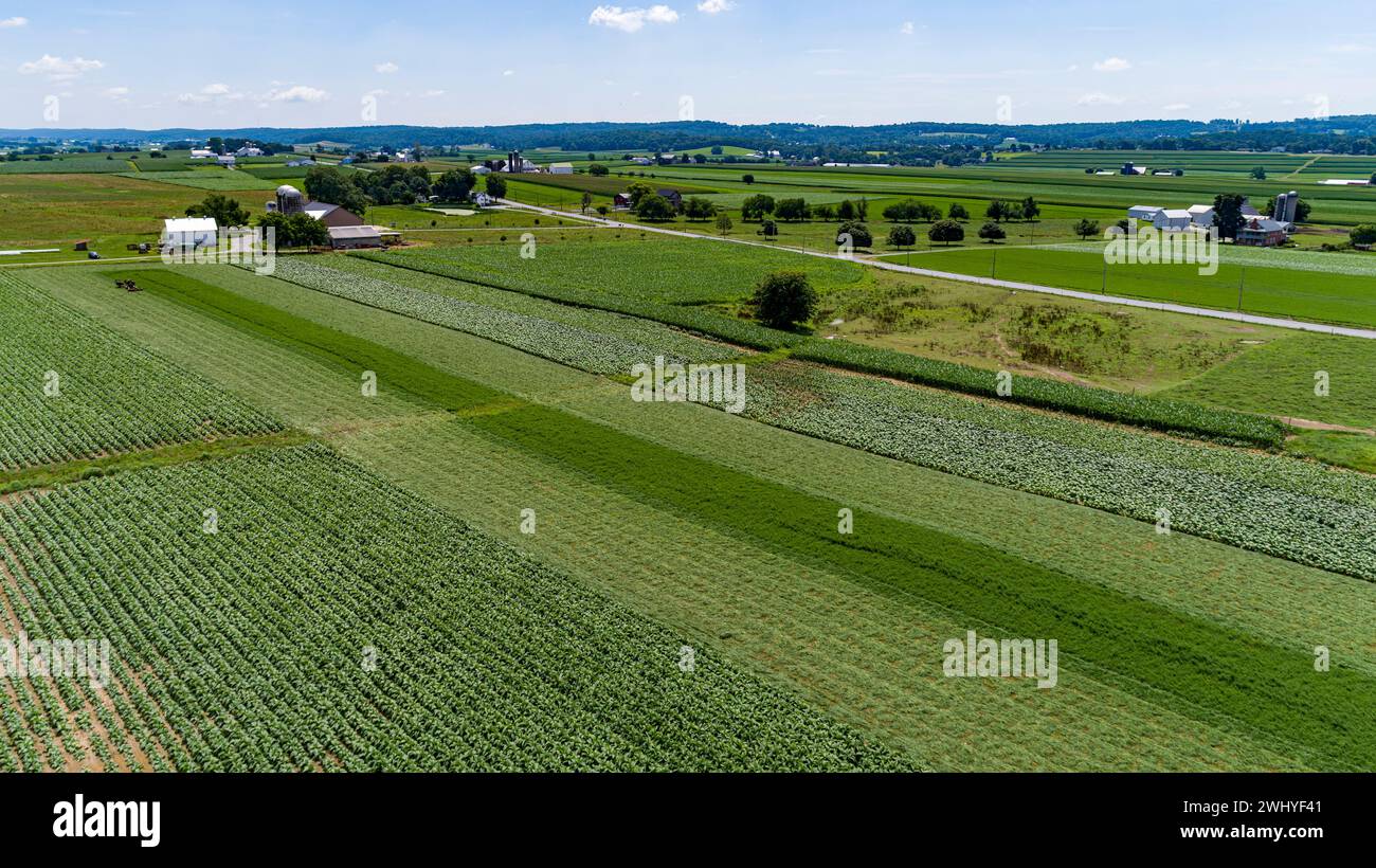Drone View of a Team of Four Horses, With an Amish Man, Pulling a ...