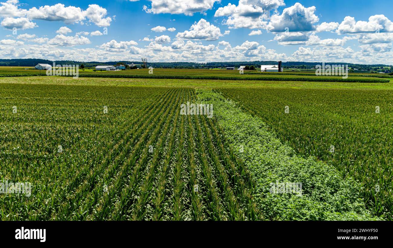 Rows of corn low angle hi-res stock photography and images - Alamy
