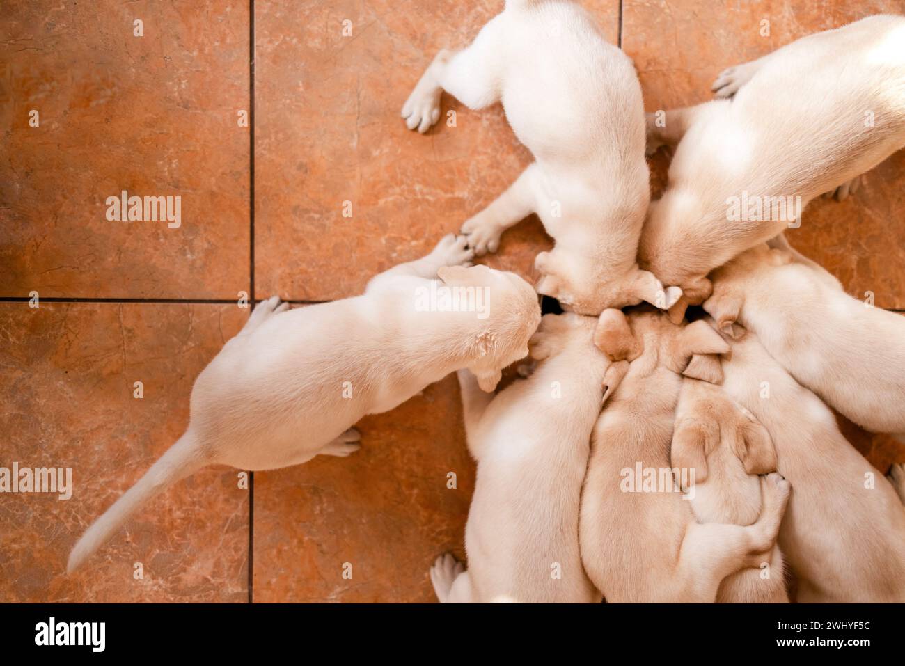 Puppies top view hi-res stock photography and images - Alamy