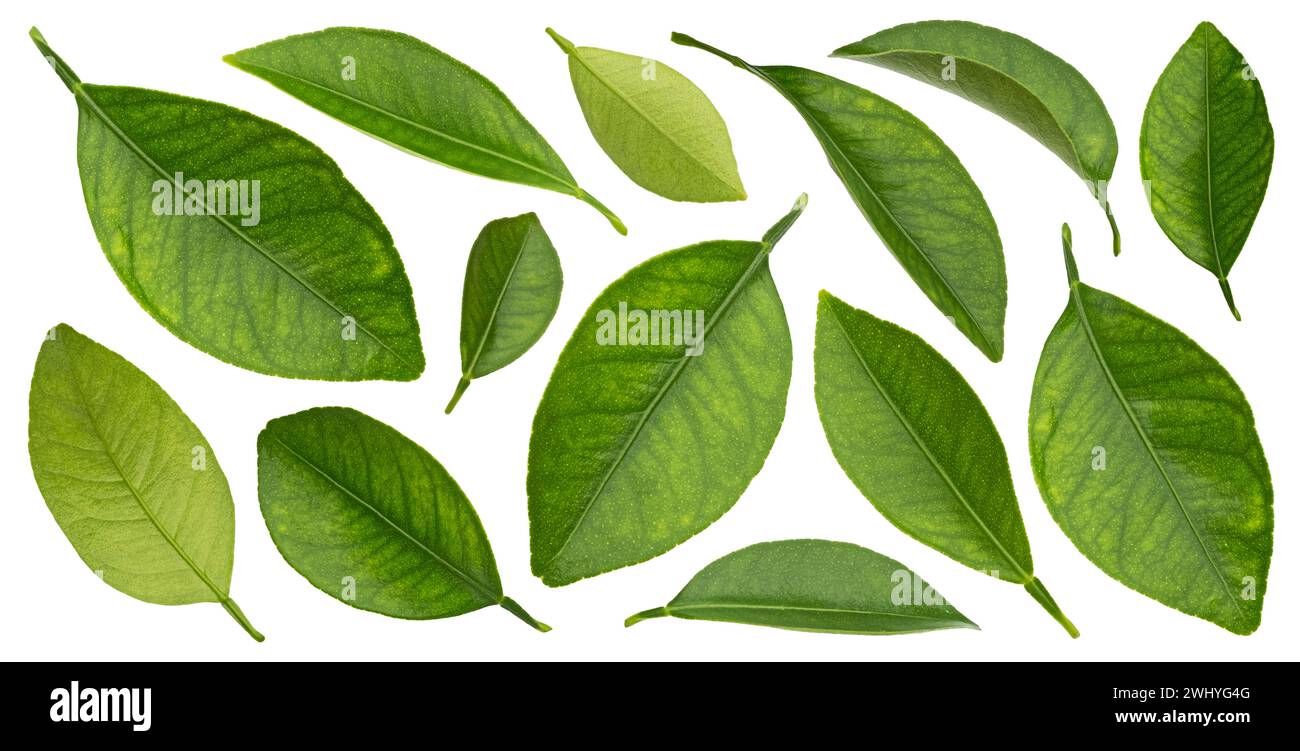 Citrus leaves isolated on white background, full depth of field Stock ...