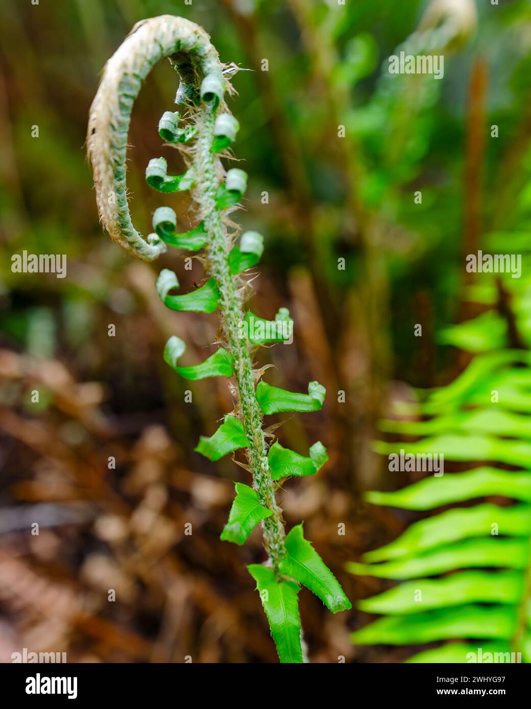 Vibrant fern specimen hi-res stock photography and images - Alamy