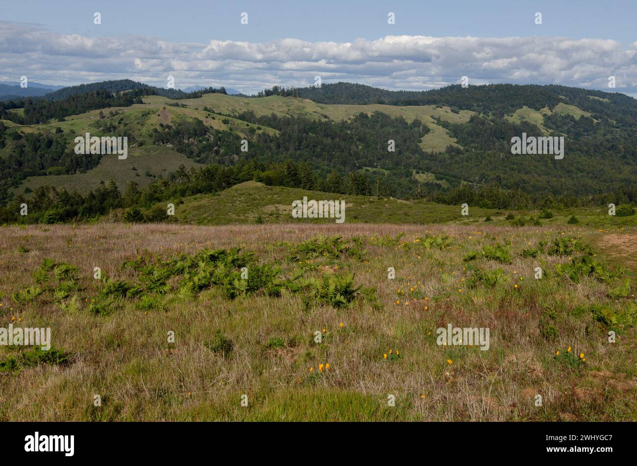 Pomo Canyon, Northern California, Coastal landscapes, Hiking trails ...