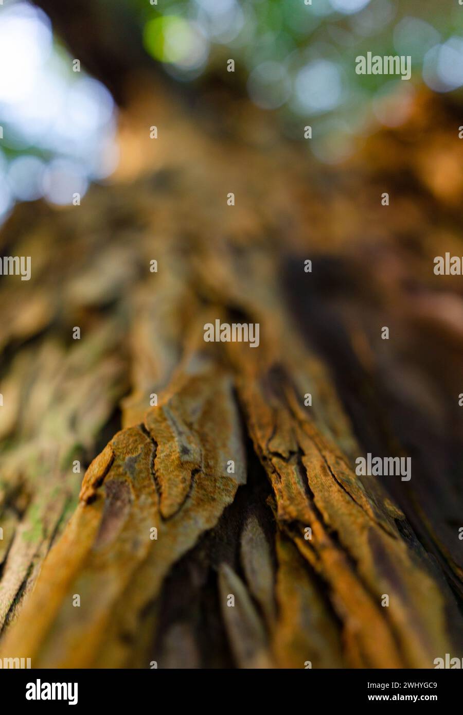 Redwood bark, Macro, Photo, Northern California, Redwood forest, Tree ...
