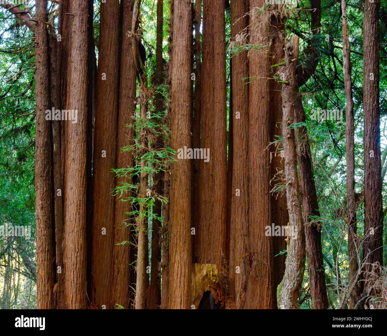 Pomo Canyon, Northern California, Coastal landscapes, Hiking trails ...