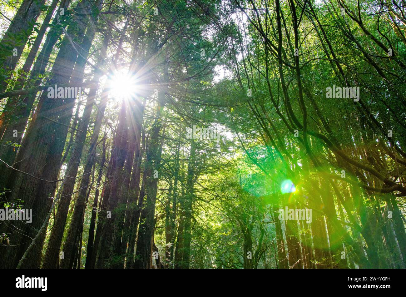 Pomo Canyon, Northern California, Coastal landscapes, Hiking trails ...