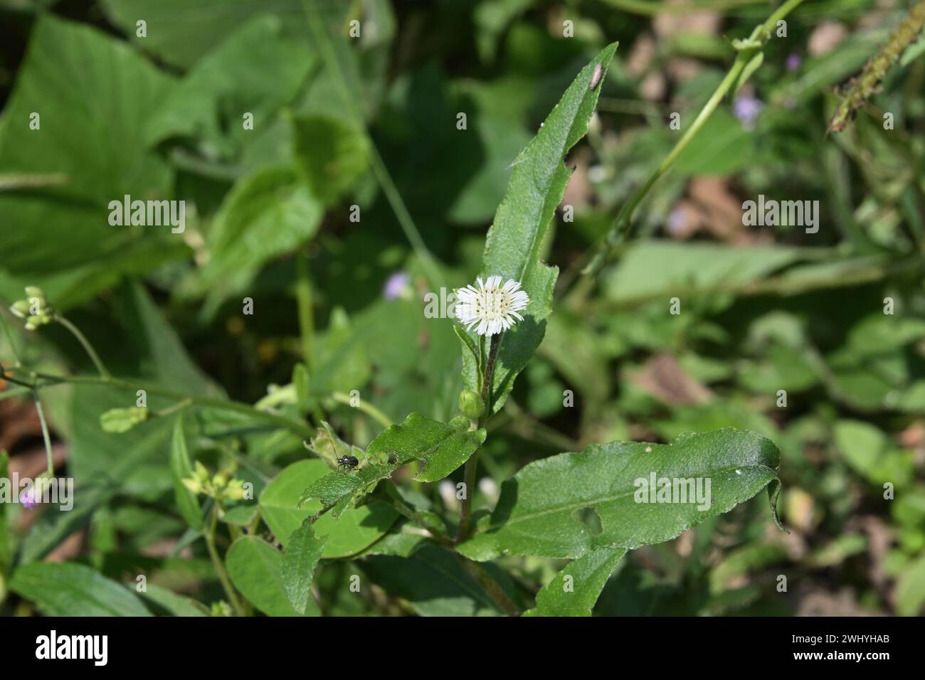 A tiny white False daisy flower (Eclipta prostrata) blooms in a lawn ...
