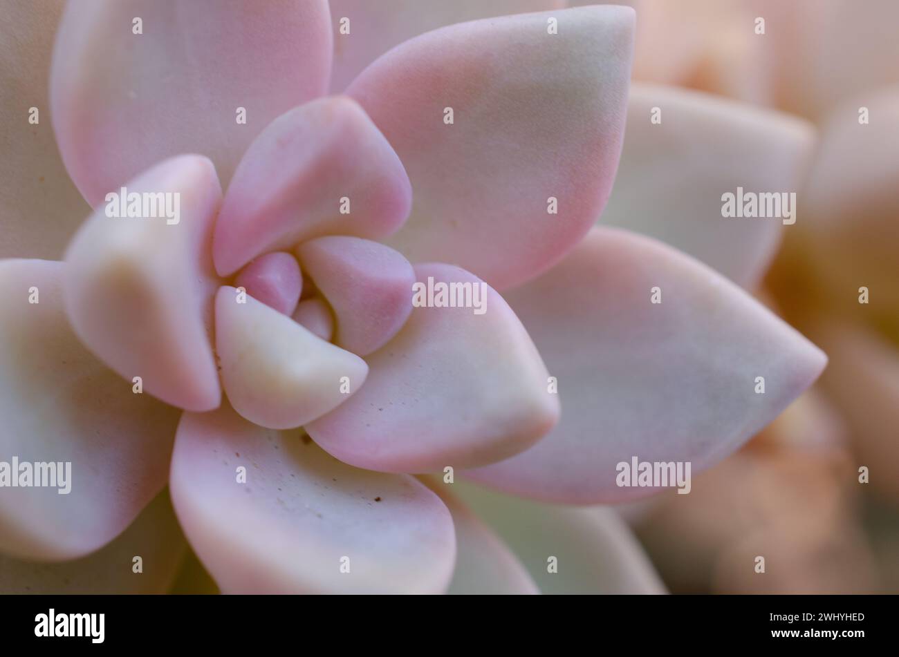 Macro insect photography, Succulent cactus close-ups, Nature details ...