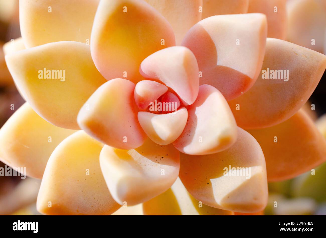 Macro insect photography, Succulent cactus close-ups, Nature details ...