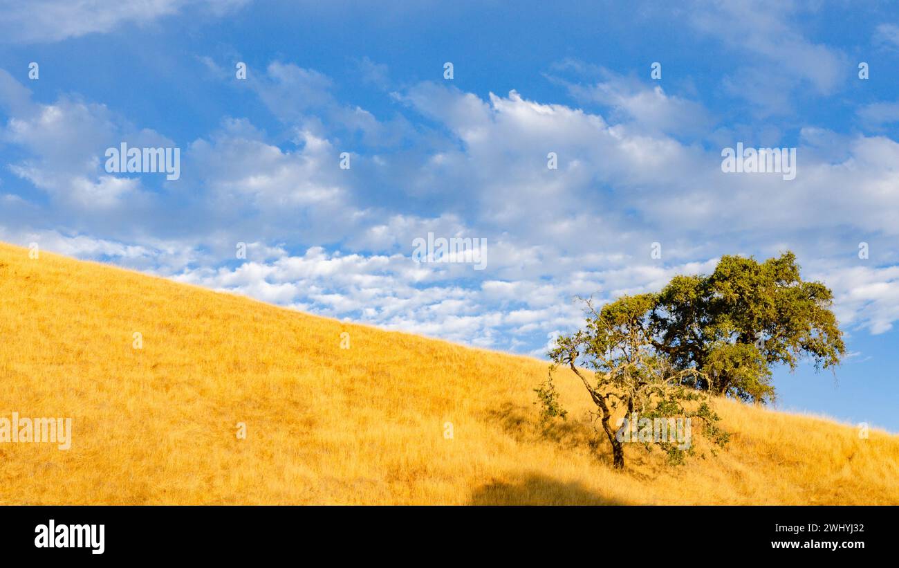 Northern California, Backcountry, Oak trees, Abandoned barns, Rural ...