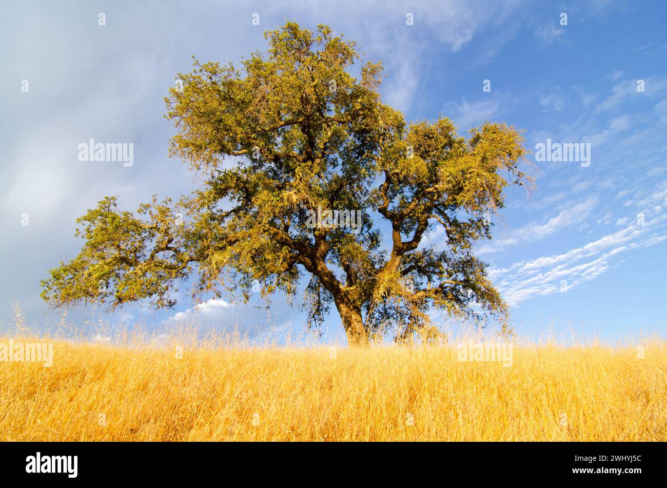 Northern California, Backcountry, Oak trees, Abandoned barns, Rural ...