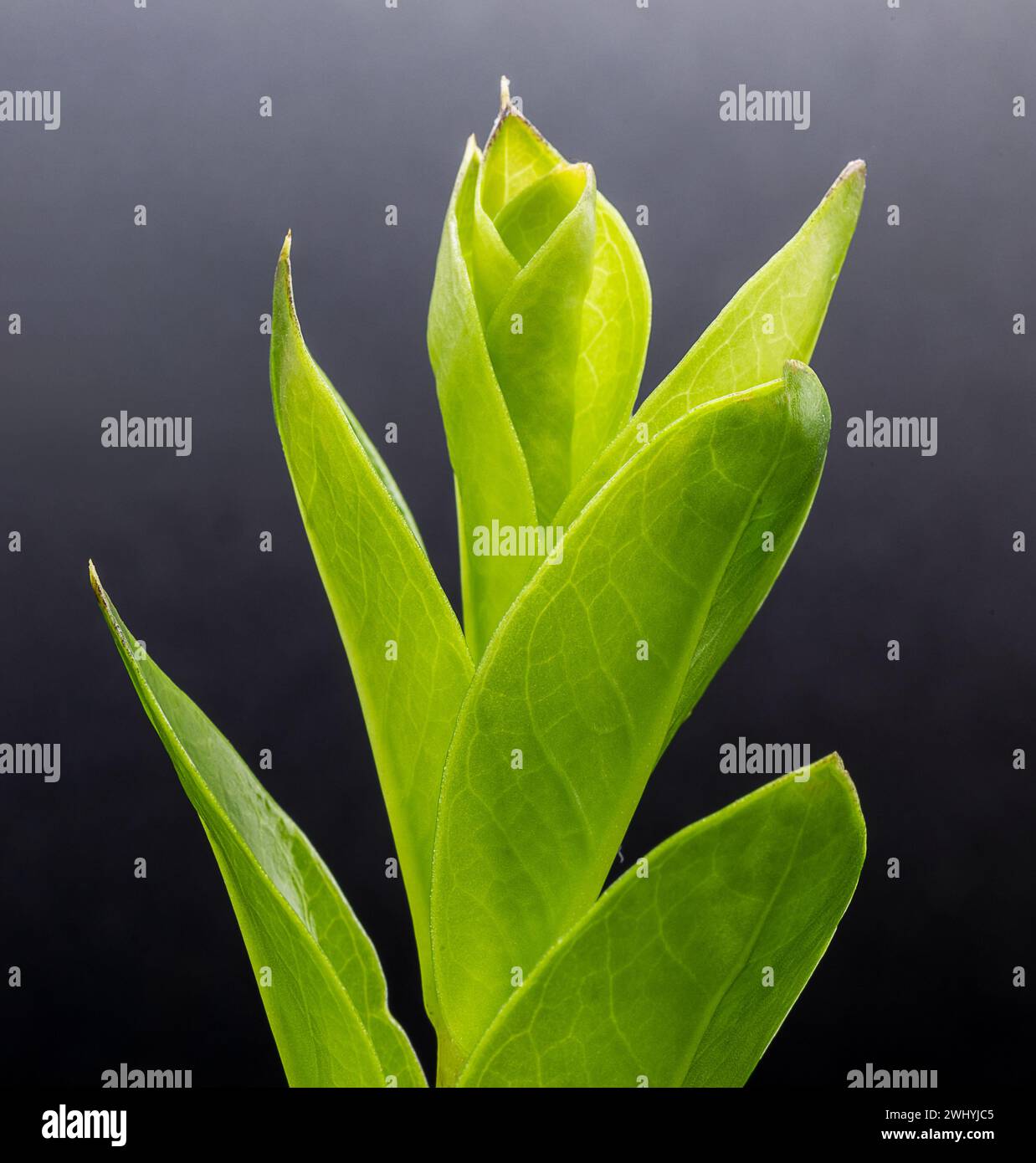 The New Light Green Leaves of Zamioculcas Zamiifolia Houseplant over ...