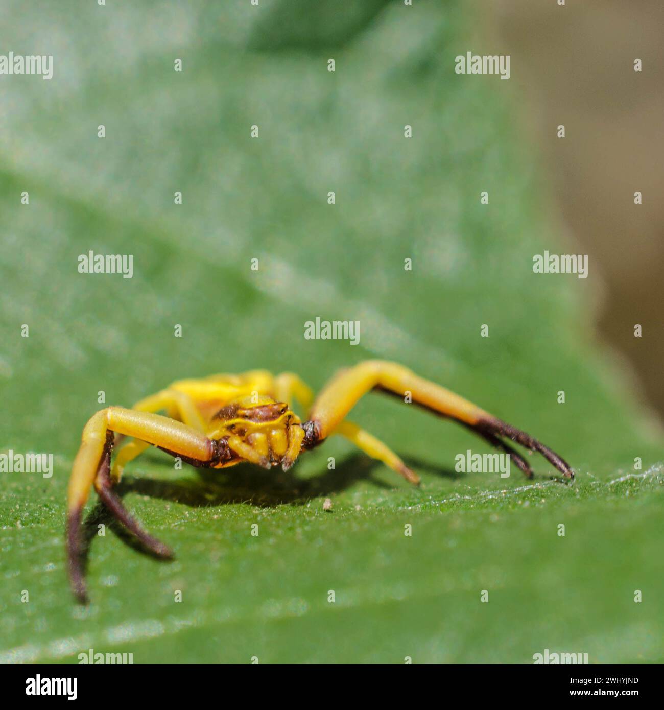Macro photography, Crab spider, Misumenoides formosipes, Spider close ...