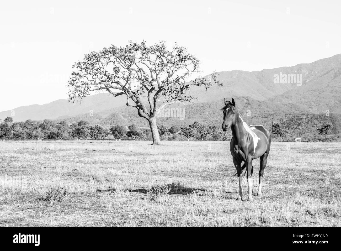 Santa Ynez Valley, Horse ranches, Black and white, Equestrian beauty ...