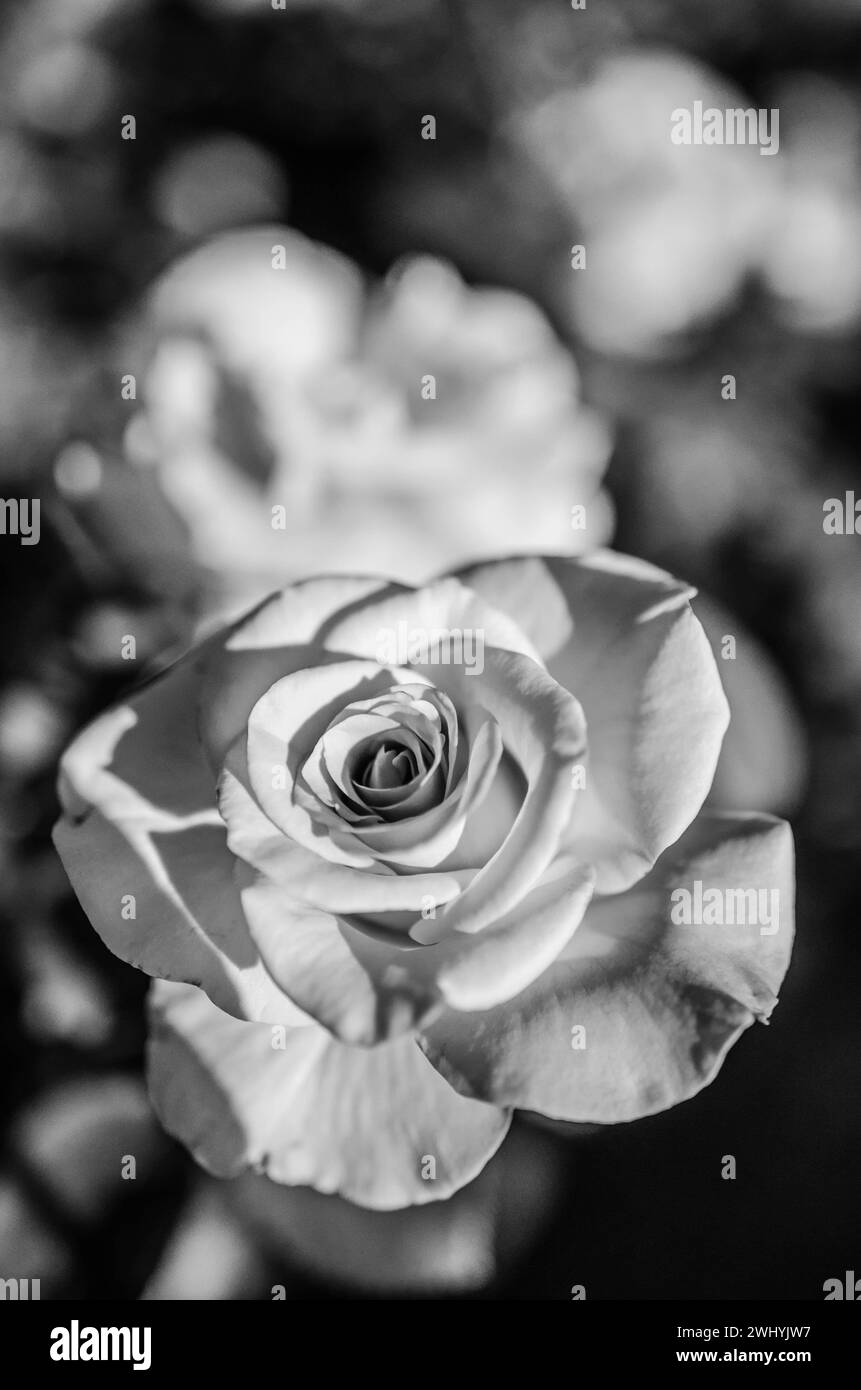Monochrome rose blossoms Black and White Stock Photos & Images - Alamy