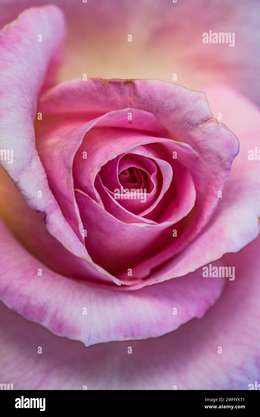 Macro photography, Rose buds, Rose blossoms, Floral beauty, Petal ...