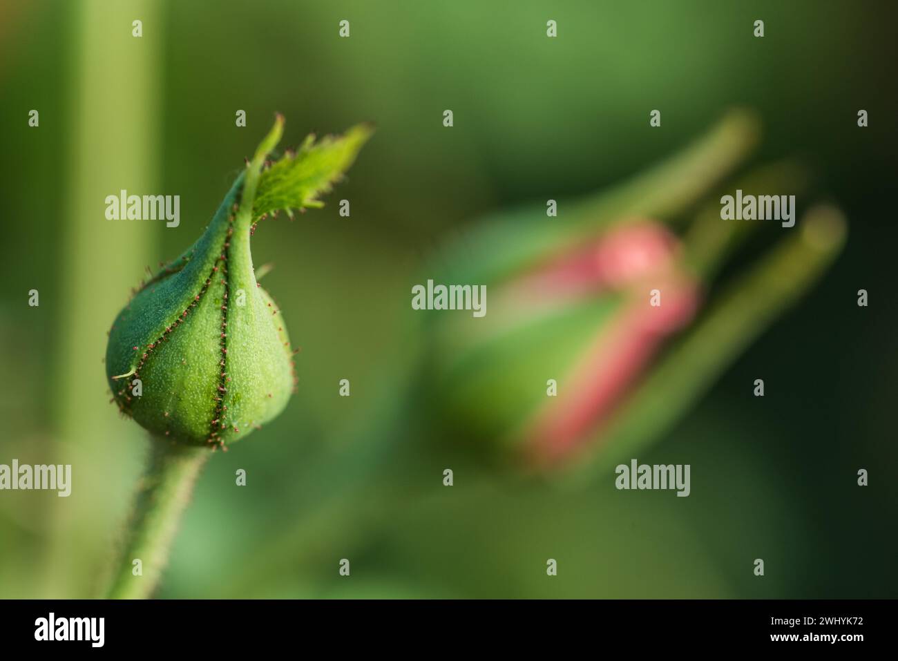 Macro photography, Rose buds, Rose blossoms, Floral beauty, Petal ...