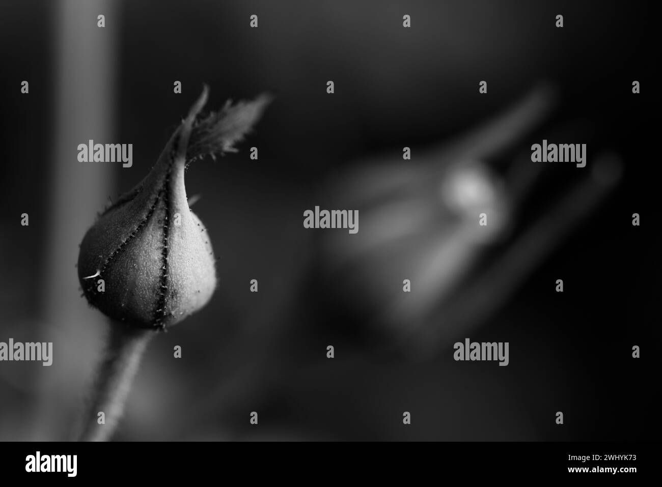Macro photography, Rose buds, Rose blossoms, Floral beauty, Petal ...