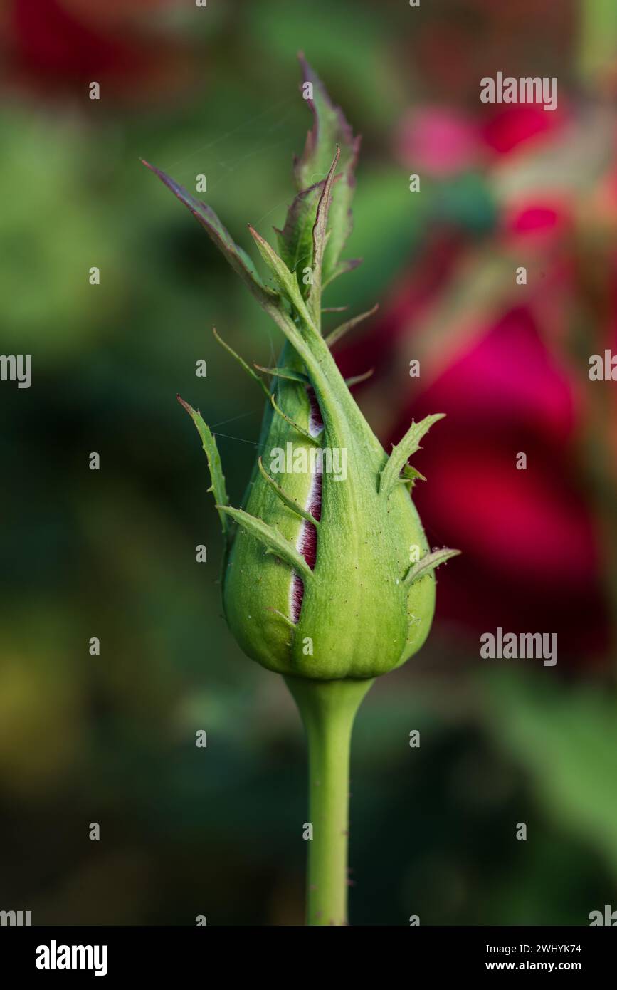 Macro photography, Rose buds, Rose blossoms, Floral beauty, Petal ...