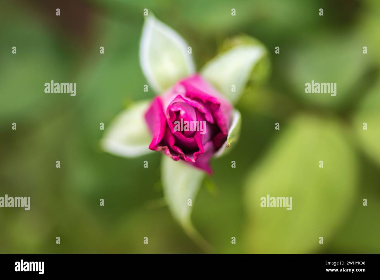 Macro photography, Rose buds, Rose blossoms, Floral beauty, Petal ...