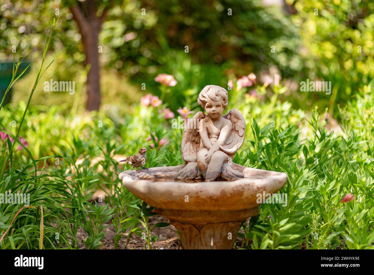 Avian delight hi-res stock photography and images - Alamy