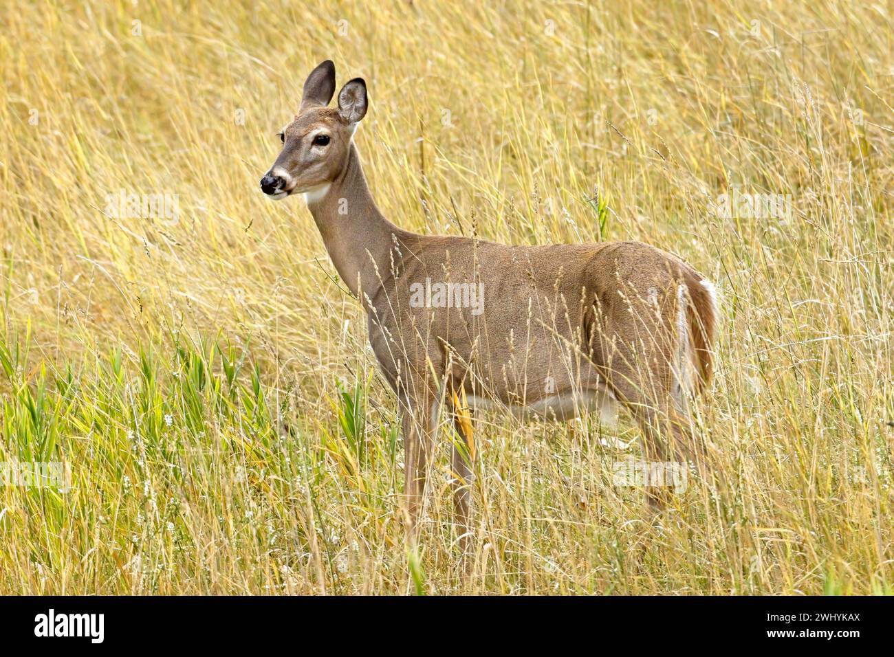 White tailed deer head neck hi-res stock photography and images - Alamy