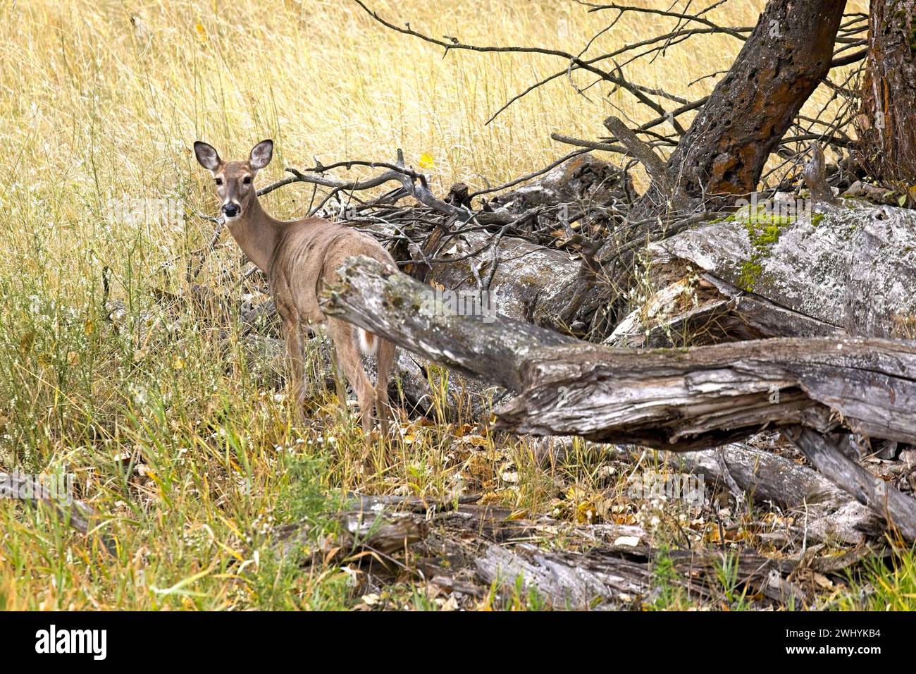 White tailed deer looks back at camera Stock Photo - Alamy